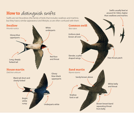 action-for-swifts-herts-and-middlesex-wildlife-trust